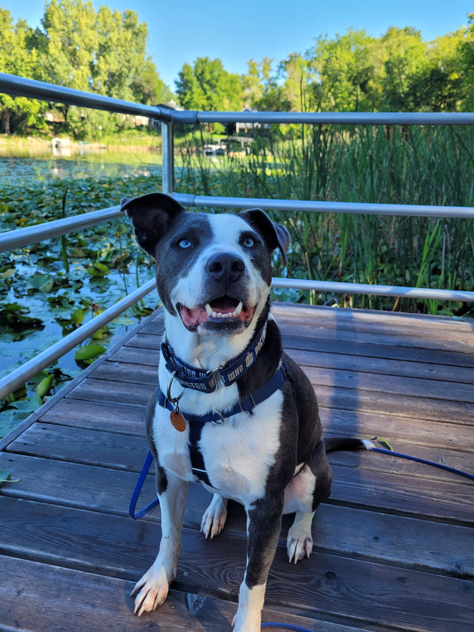 Vet Referral Form - info@derpypawsbehavior.com